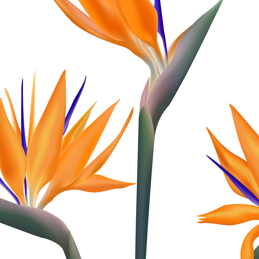 Strelitzia Flowers – Stickaroo