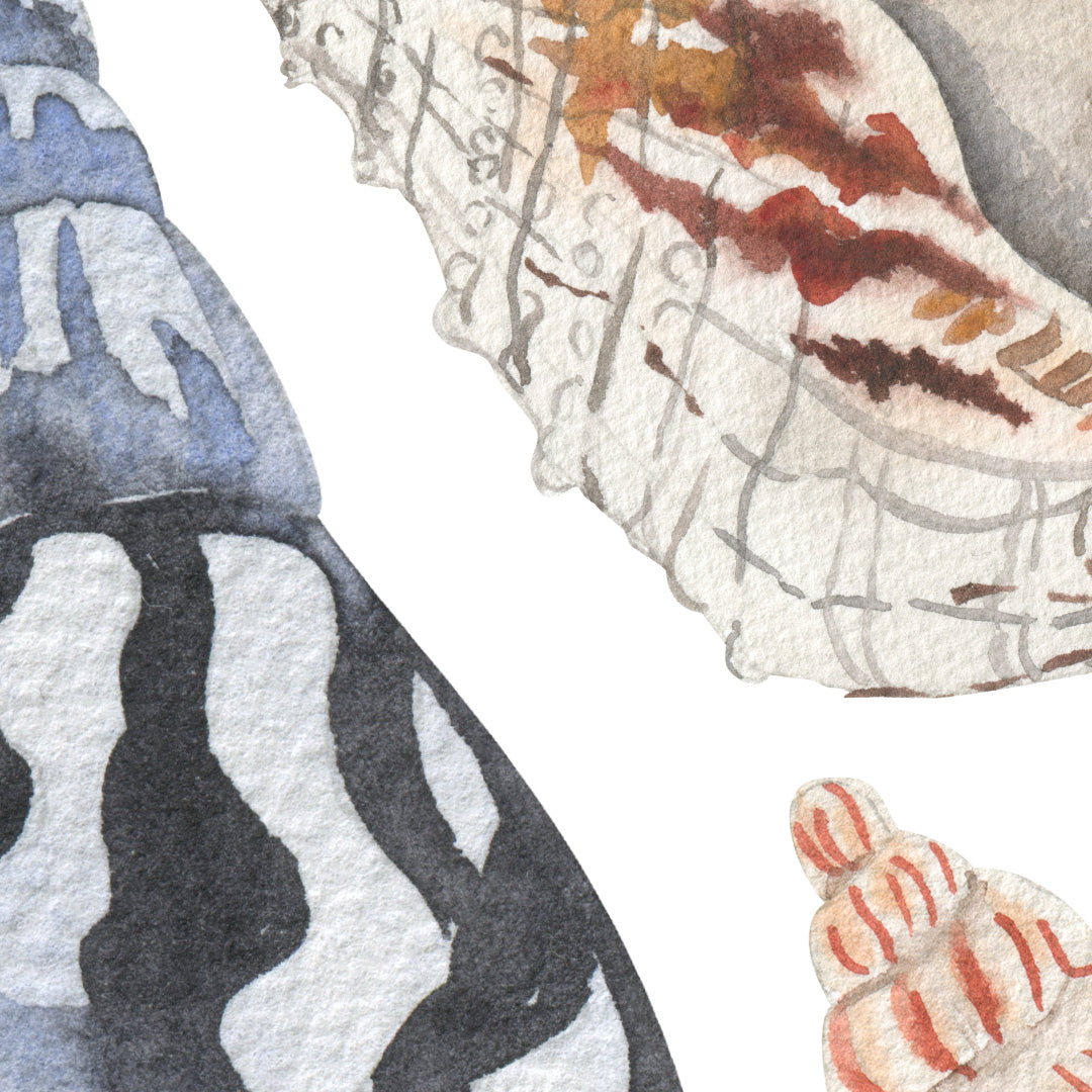 Oceana Shells – Stickaroo